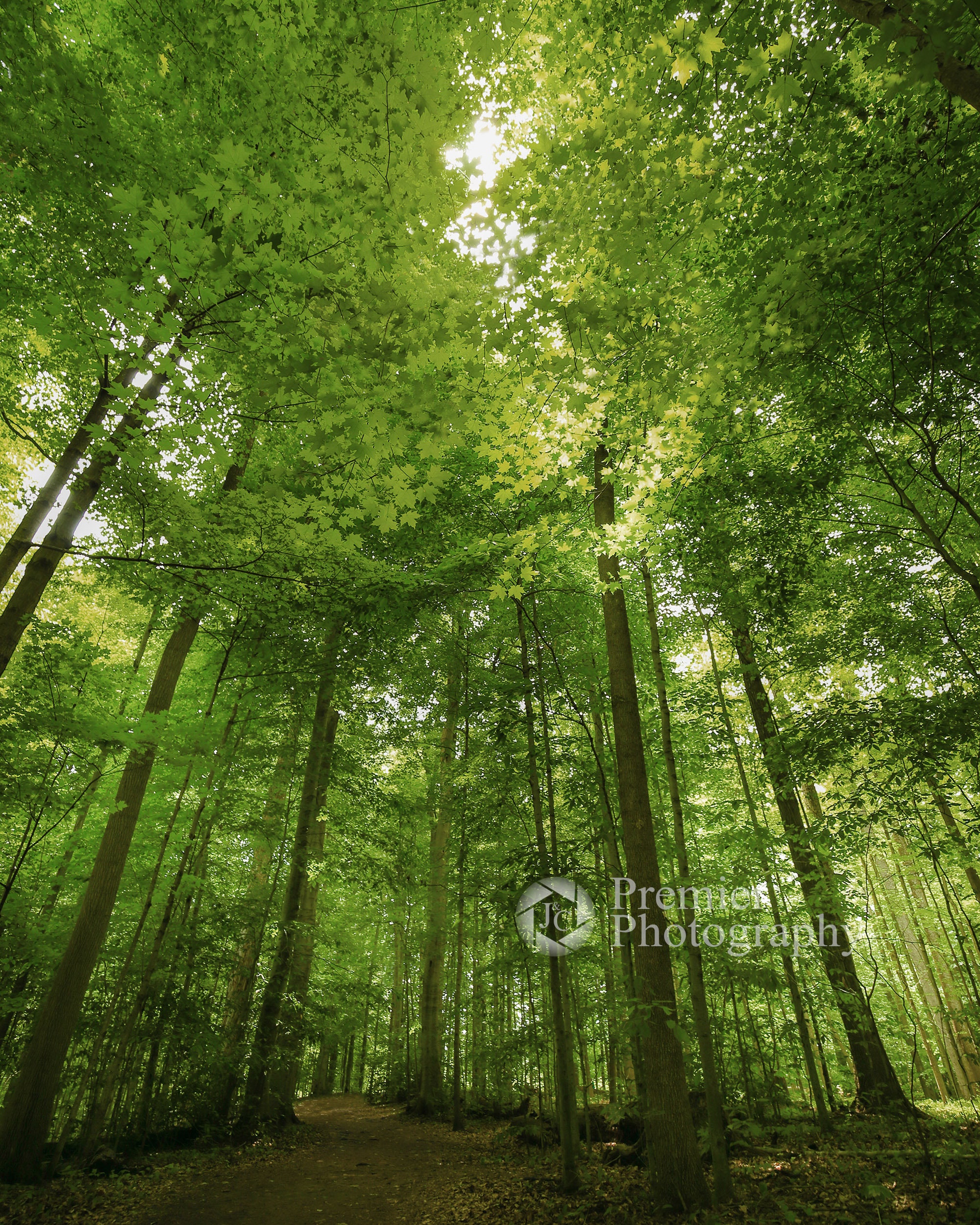 The Sacred Grove: Journey Through the Grove Fine Art Photography Print ...