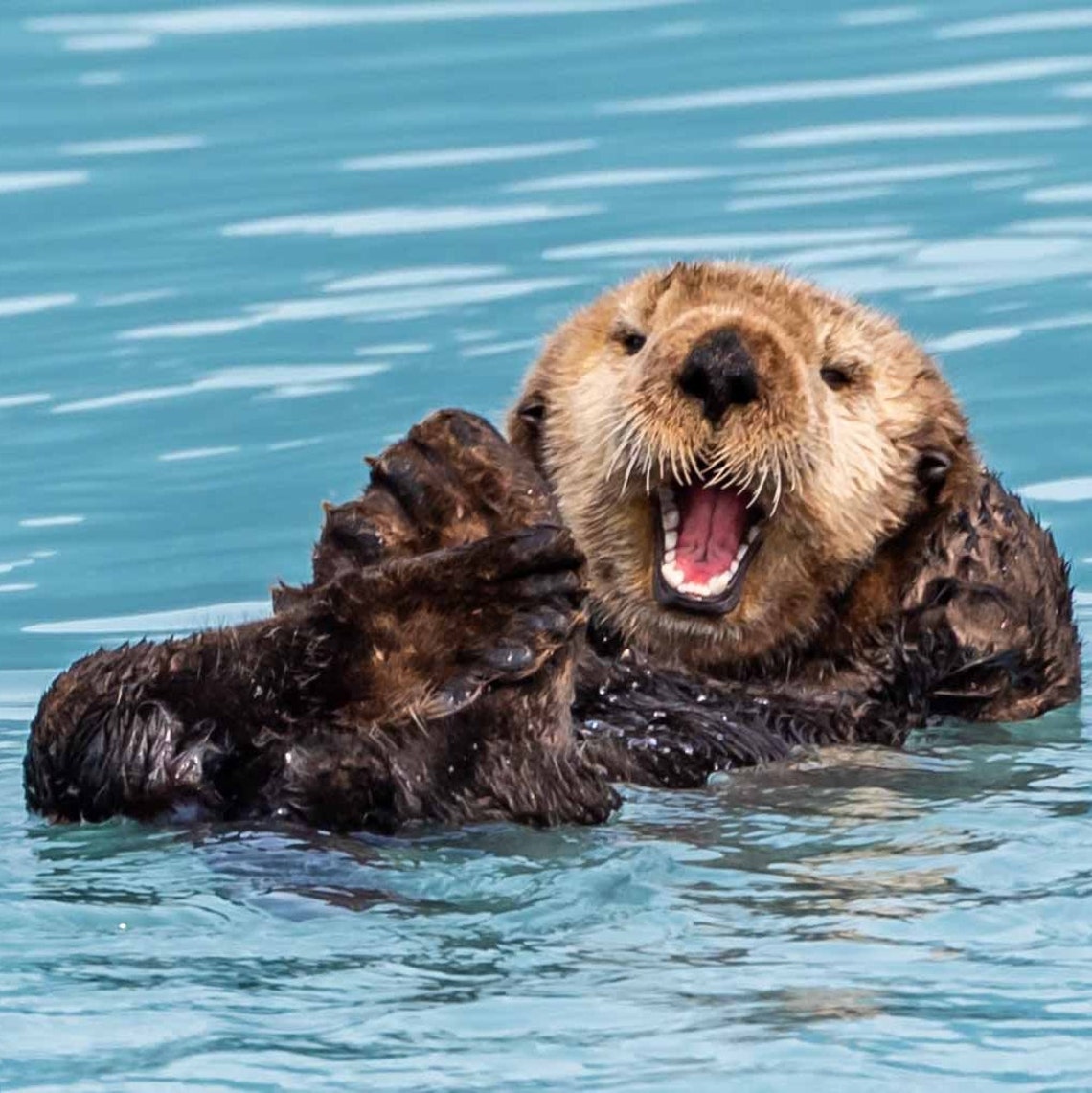 Laughing Sea Otter – Sea Otters, Humorous Animal Photo, Wildlife ...