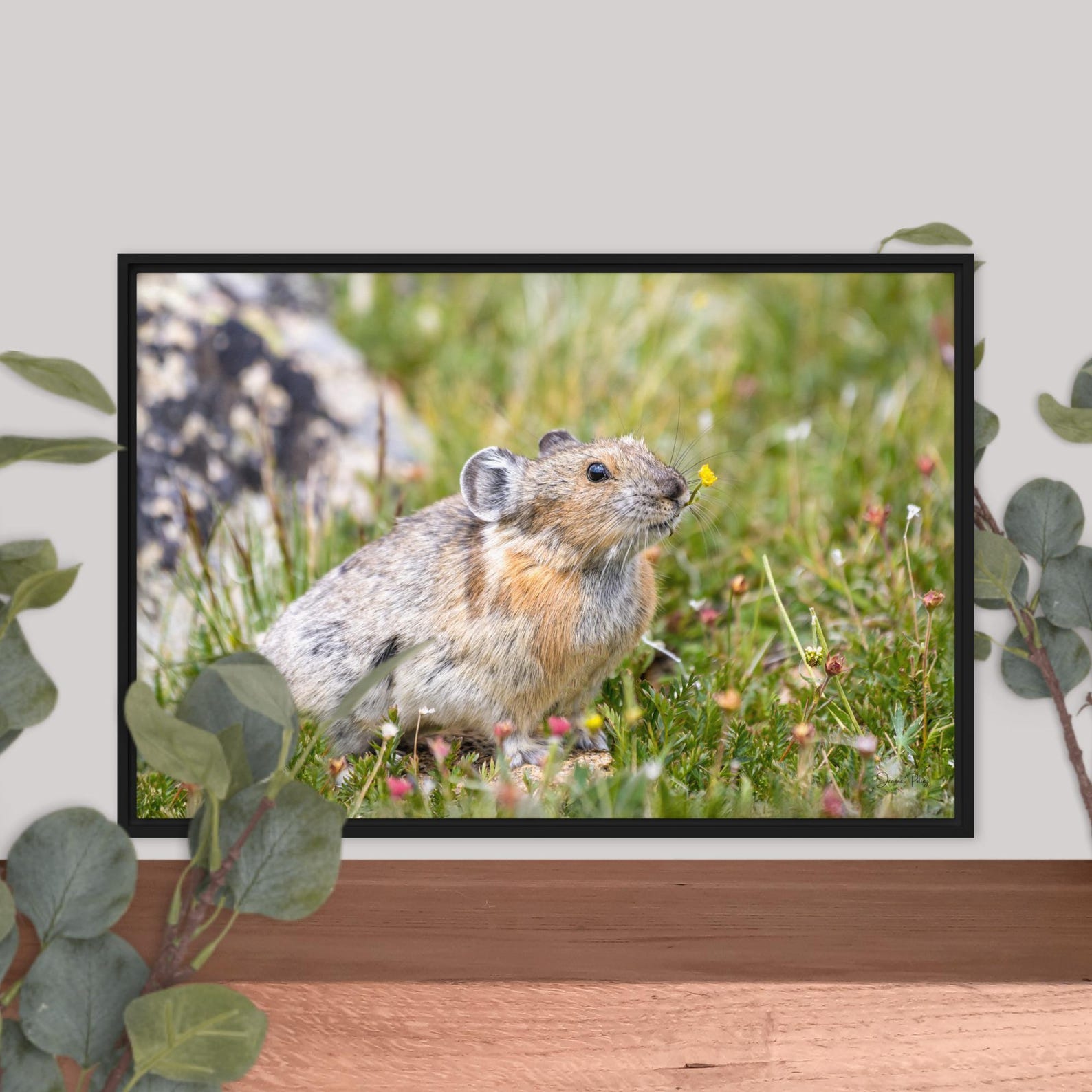 Adorable Pika, Wildlife Photography, Animal Photo Print, Nature Wall ...