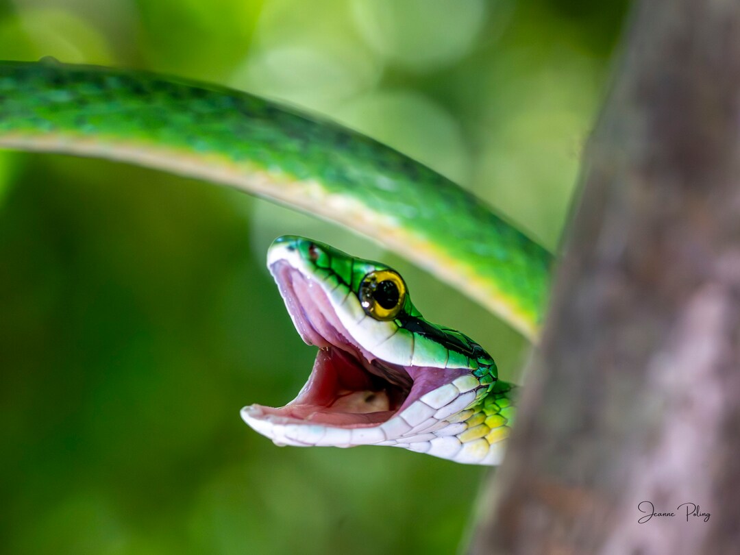 Giant Parrot Snake Jungle, Snake Photo, Photography, Nature Wall Art - Etsy