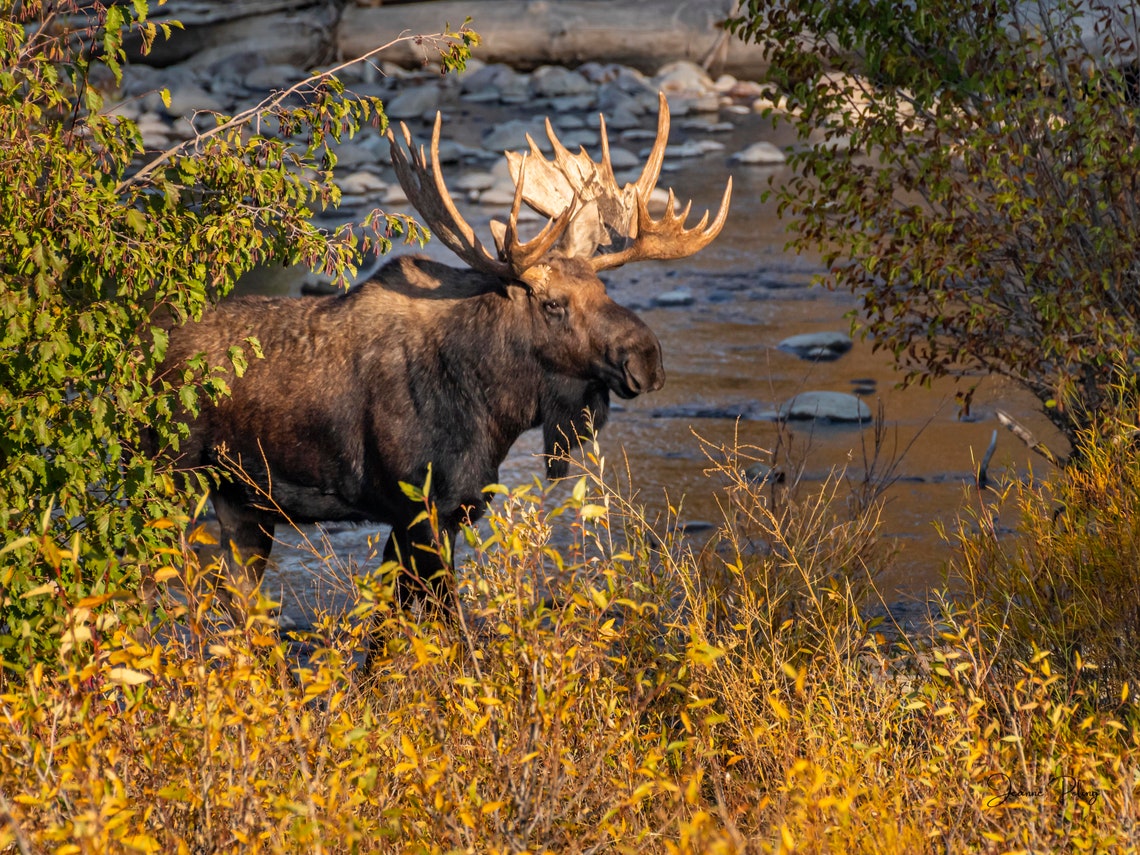 Morning Moose Bull Moose Wildlife Photography Animal Photo - Etsy