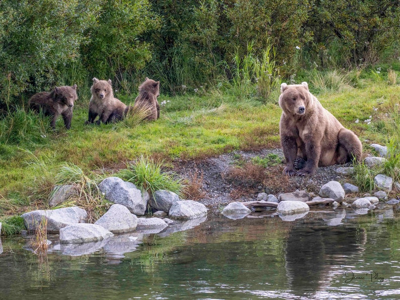 Grizzly Bear Family Photo Print: Alaska Wildlife Wall Art - Etsy