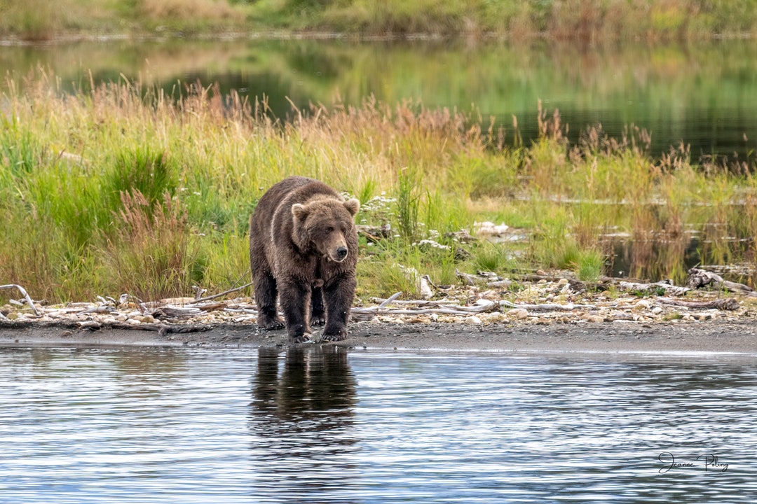 Bear at Edge of River Grizzly Bear, Alaska, Brooks Falls, Wildlife ...