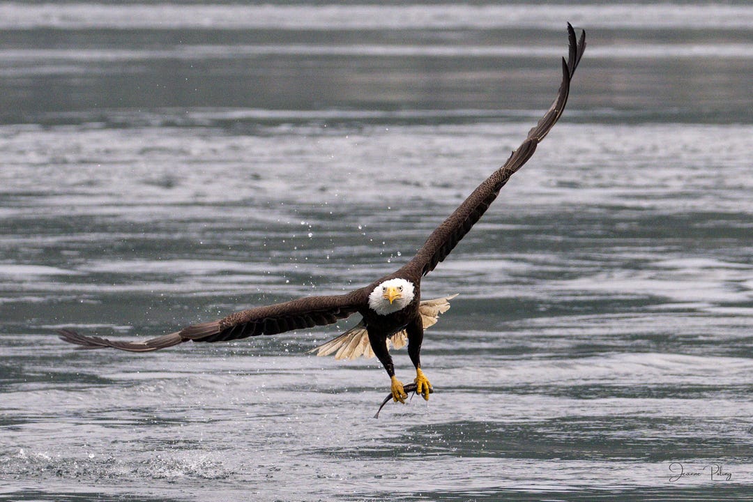 Bald Eagle Catching Fish Photo Print: Wildlife Nature Wall Art - Etsy