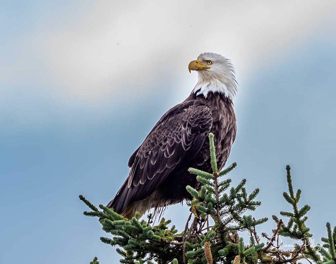 Proud Bald Eagle, Wildlife Photography, Bird Photo Print, Nature Wall ...