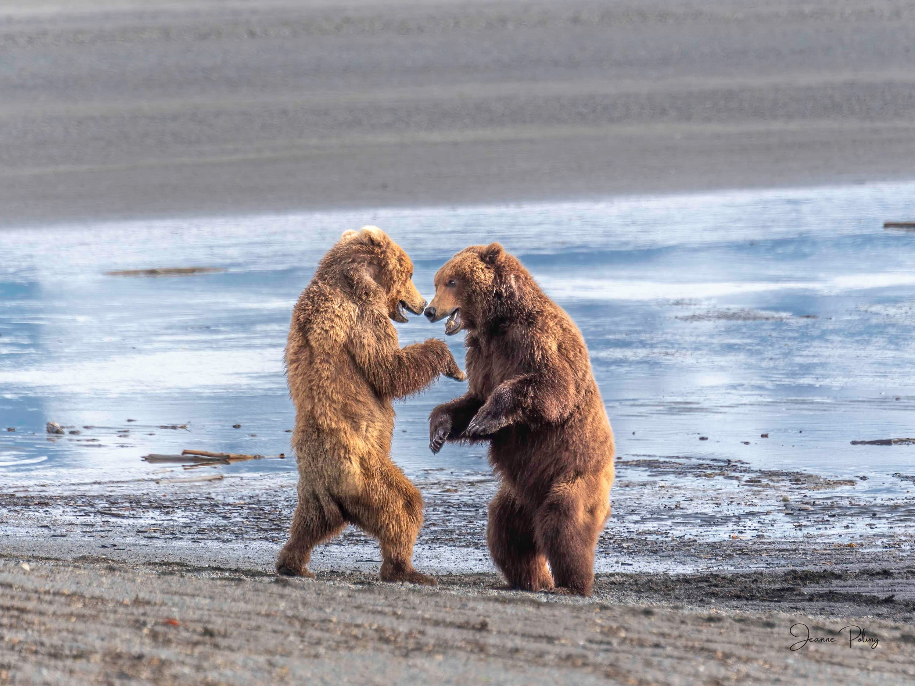 Grizzly Bears Fighting
