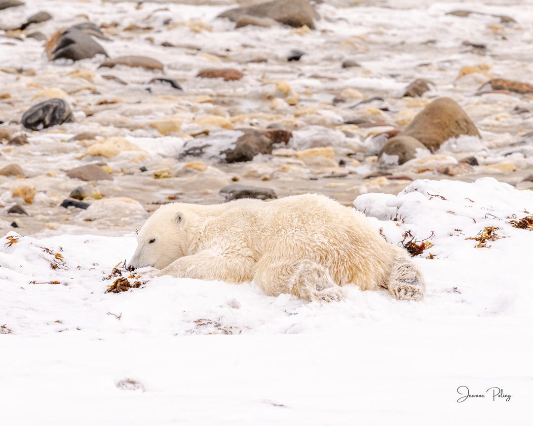 Baby Polar Bear Sploot– Polar Bear, Churchill, Wildlife Photography ...