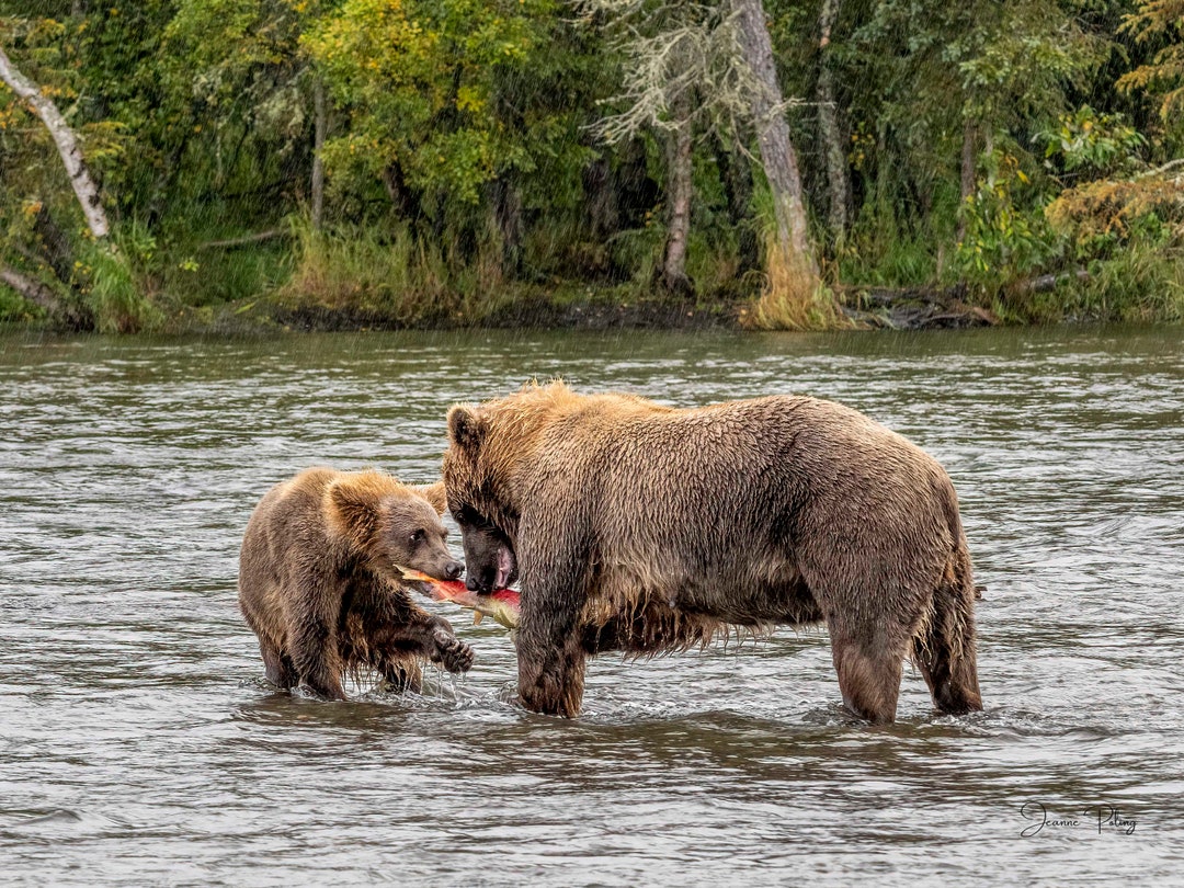 Baby Bear Takes the Salmon Grizzly Bear Alaska Wildlife - Etsy