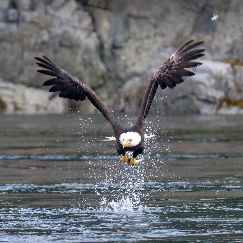 Bald Eagle Grabbing Fish – Stunning Wildlife Photography Print, Bird ...