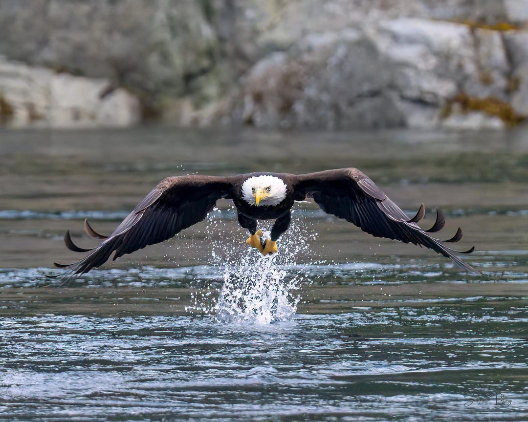 Epic Bald Eagle in Action – Photo of Eagle Snatching Fish From Water ...