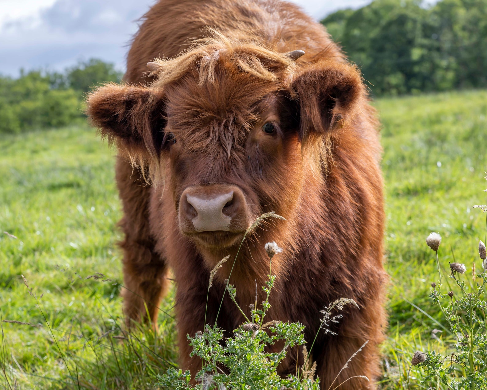 Baby Hairy Coo, Highland Cows, Scotland, Wildlife Photography, Animal ...