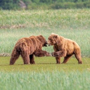Bear Handshake – Grizzly Bear, Alaska, Wildlife Photography, Bear Photo ...