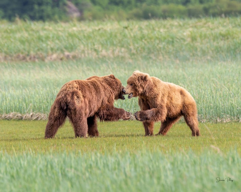 Alaskan Brown Bears Mating Season Photo Print: Katmai Wildlife Art - Etsy