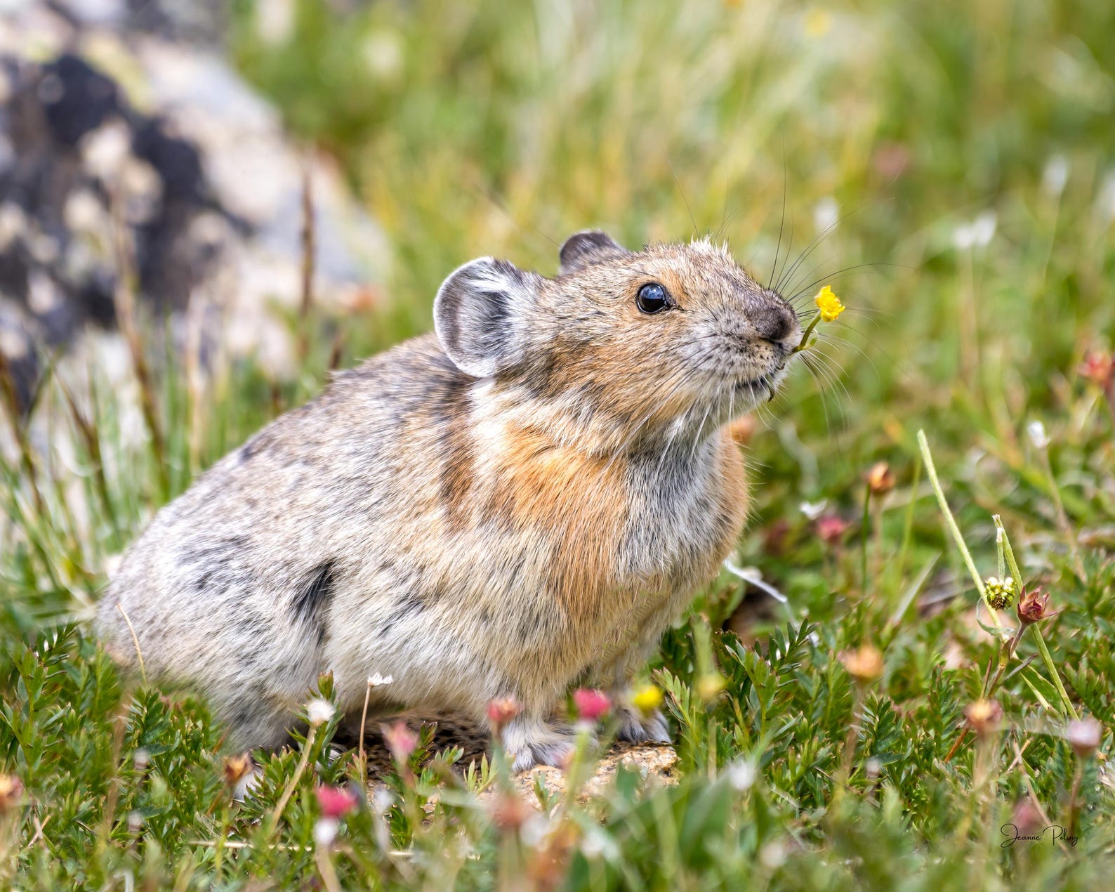 Adorable Pika, Wildlife Photography, Animal Photo Print, Nature Wall ...