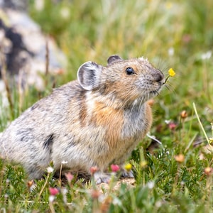 Adorable Pika, Wildlife Photography, Animal Photo Print, Nature Wall ...