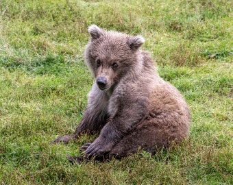 Bear Art Poster Wildlife Wall Decor Art Print. North America - Etsy