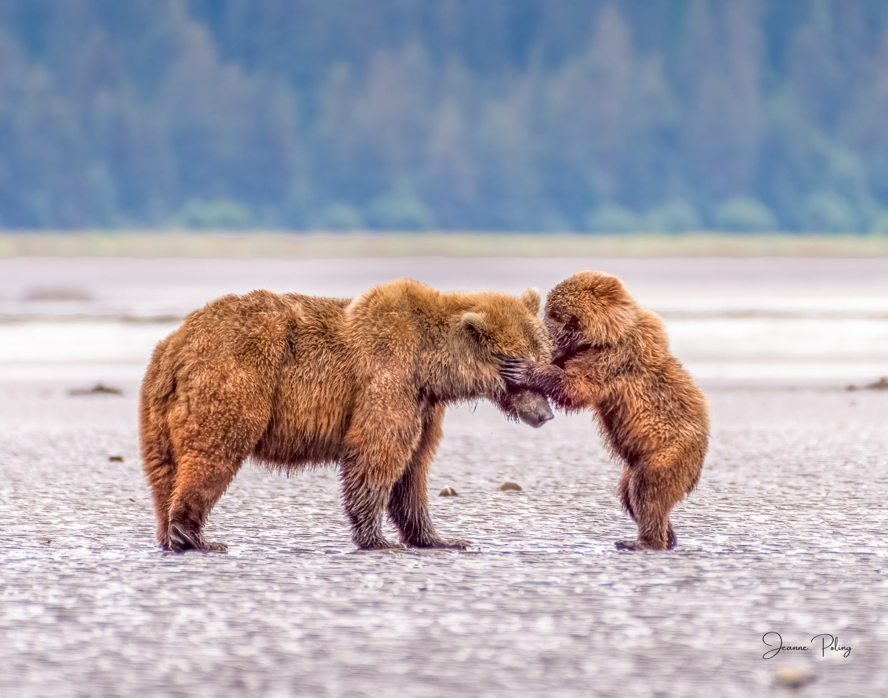 Grizzly Bear Cub Photo Print: Alaskan Wildlife Wall Art - Etsy