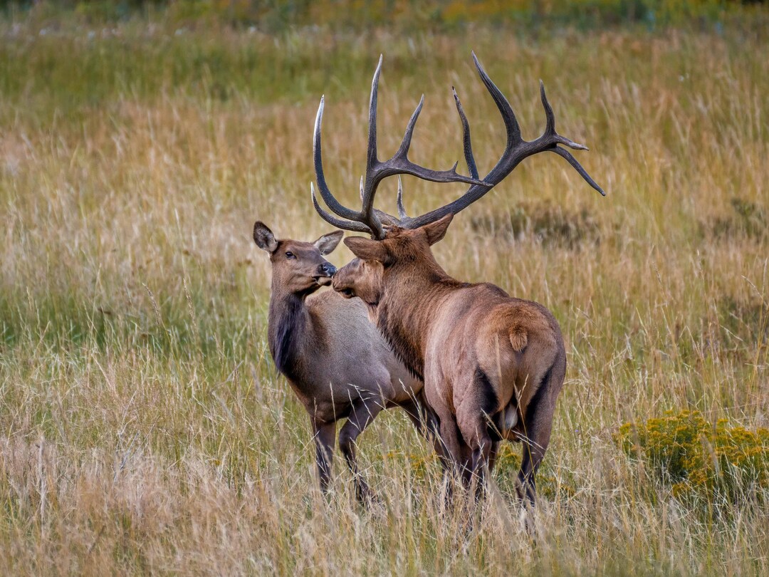 Elk Kiss– Elk, Kiss, Wildlife Photography, Animal Photo Print, Nature ...