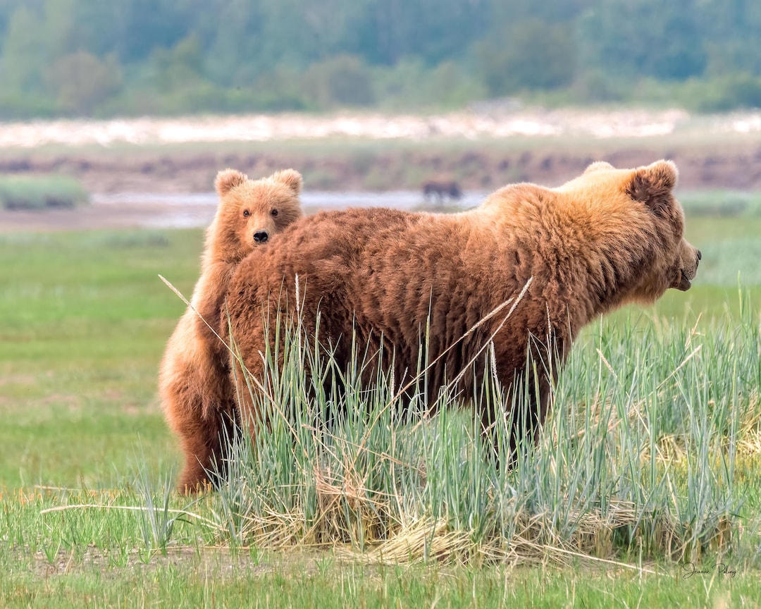 Baby Bear Standing Behind Mama, – Grizzly Bear, Alaska, Wildlife ...