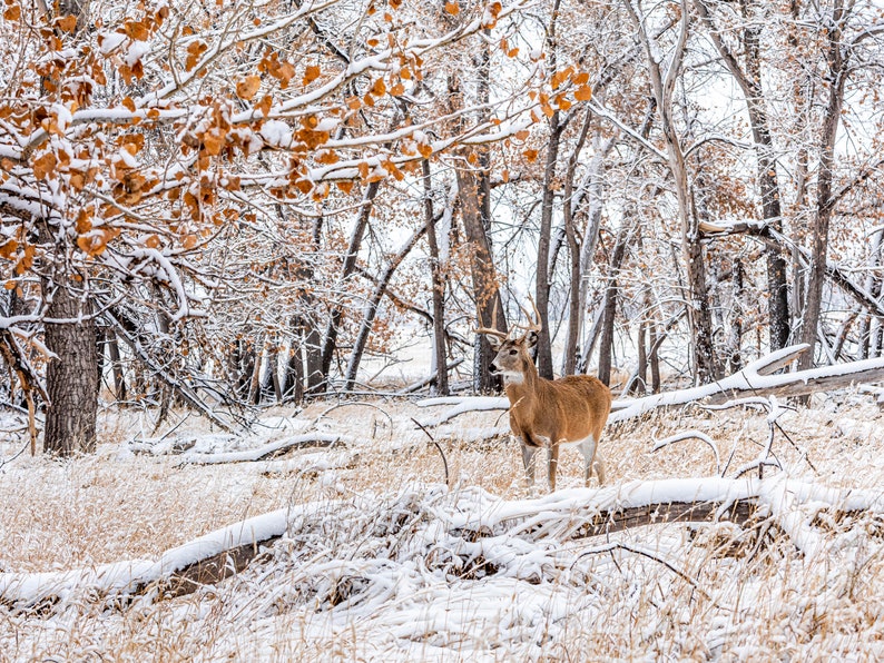 Buck in First Snowfall– Deer, Buck, Wildlife Photography, Animal Photo ...