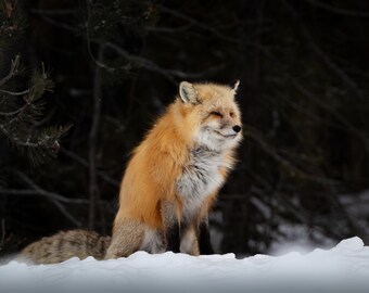 Majestic Fox Print - Etsy