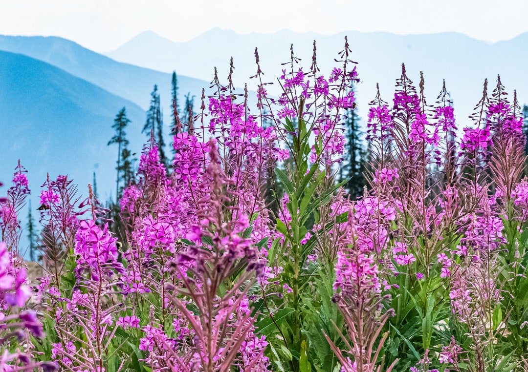 Alpine Fire Weed - Etsy