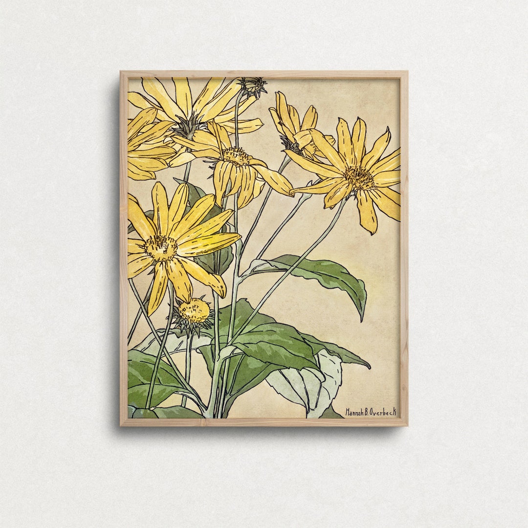 Sunflower Botanical Print: Vintage Floral Illustration (digital ...