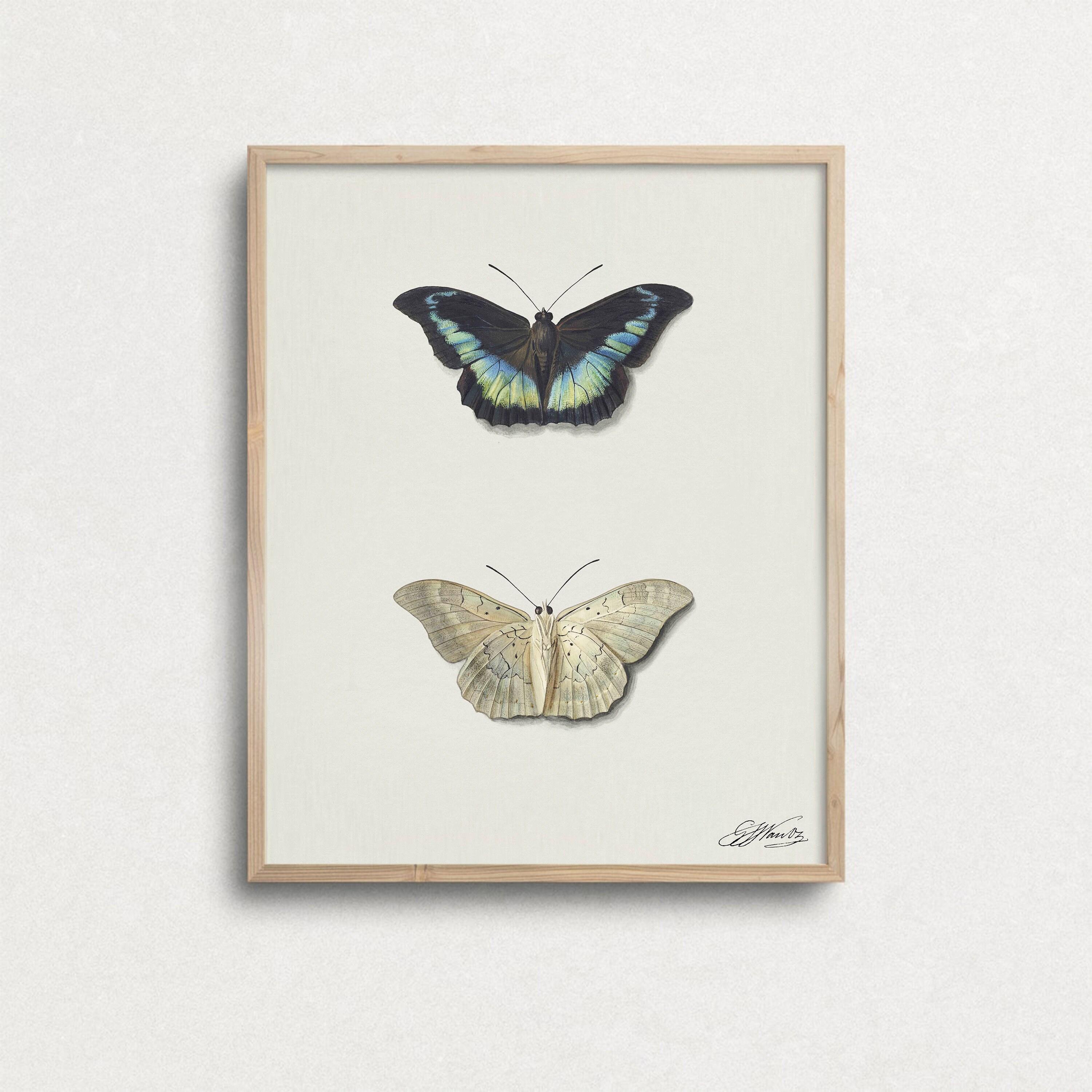 Butterfly Wall Art Two Butterfly Victorian Butterfly Print - Etsy