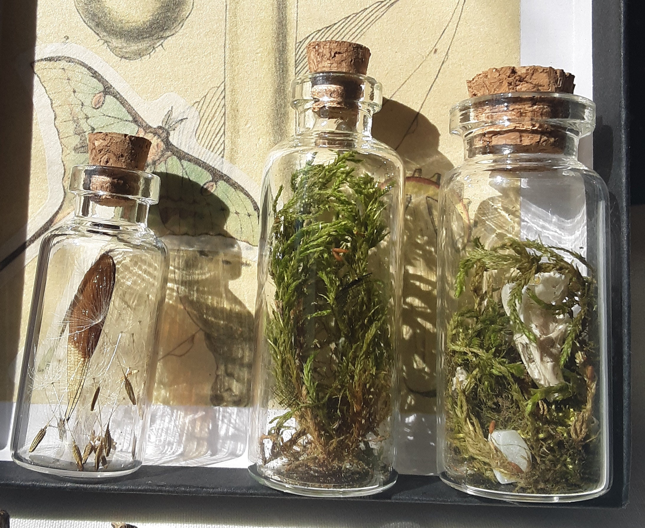 The Forest Fox Ravencore Themed Corvid Curio Box - Etsy