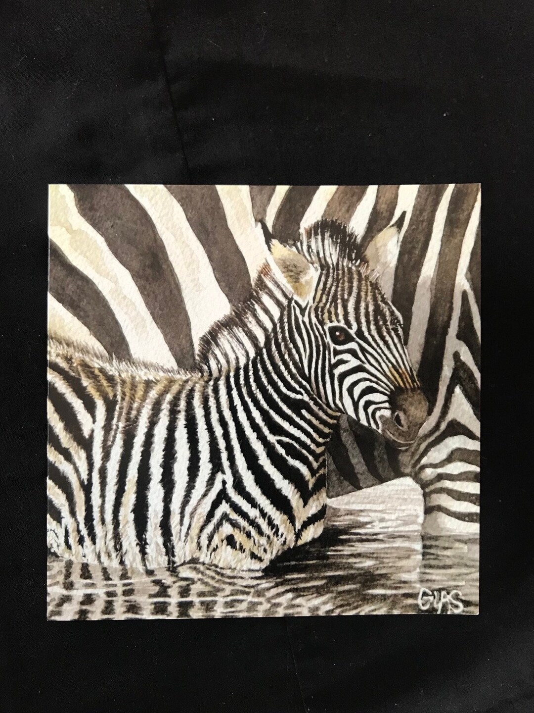 Greeting Card With Baby Zebra Shoulder Deep in Water With Its Mother ...