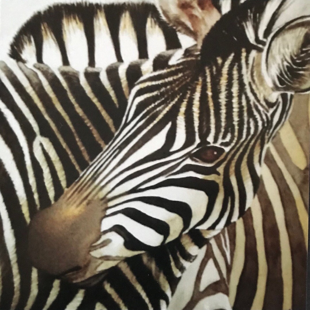 Unique Black and White, Stripey Markings on Zebra Create Beautiful ...