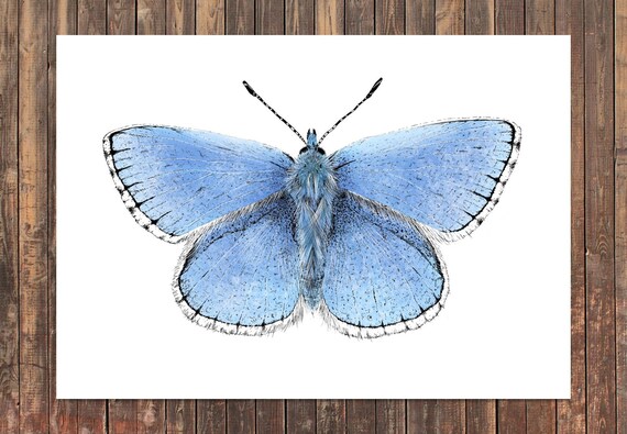 Adonis Blue Butterfly A4 Print | Etsy UK