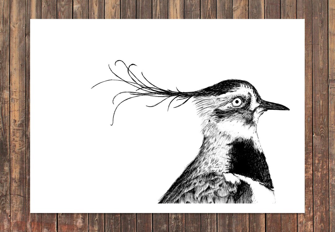 Lapwing Pen and Ink Print A4 - Etsy UK
