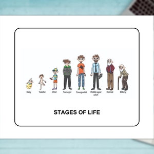 Printable Human Stages of Life Flash Cards | Montessori Cards | 8 ...