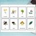 Printable Spring Flash Cards | Montessori Cards | 24 Nomenclature Flash ...