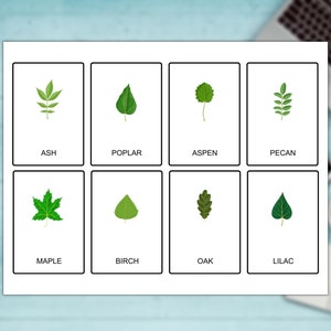 Printable Tree Leaves Flash Cards | Montessori Cards | 32 Nomenclature ...