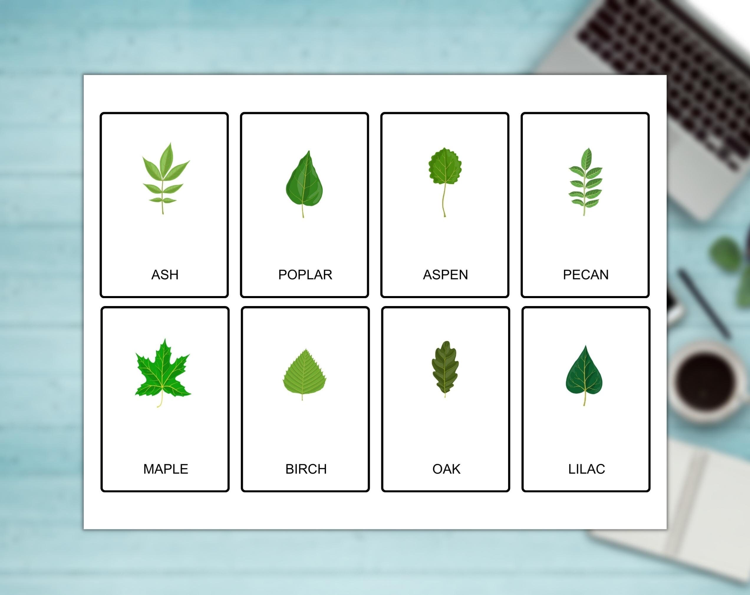 Printable Tree Leaves Flash Cards Montessori Cards 32 Nomenclature ...