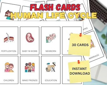 Human Life Stages Flash Cards | Montessori Language Learning (PDF ...
