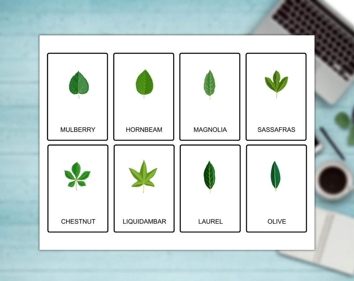 Printable Tree Leaves Flash Cards Montessori Cards 32 Nomenclature ...