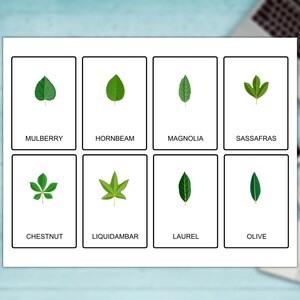 Printable Tree Leaves Flash Cards | Montessori Cards | 32 Nomenclature ...
