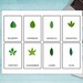 Printable Tree Leaves Flash Cards | Montessori Cards | 32 Nomenclature ...