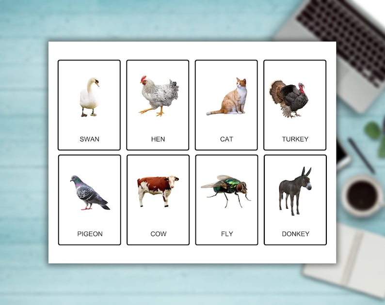 Printable Farm Animals Flash Cards | Montessori Cards | 24 Nomenclature ...