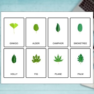 Printable Tree Leaves Flash Cards | Montessori Cards | 32 Nomenclature ...