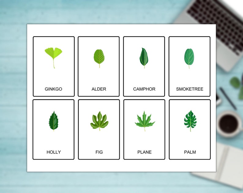 Printable Tree Leaves Flash Cards Montessori Cards 32 Nomenclature ...