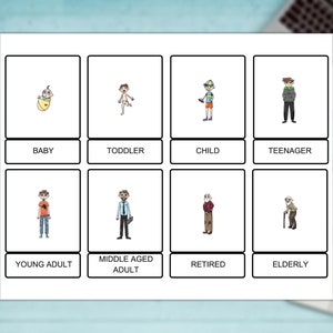 Printable Human Stages of Life Flash Cards | Montessori Cards | 8 ...