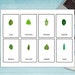 Printable Tree Leaves Flash Cards | Montessori Cards | 32 Nomenclature ...