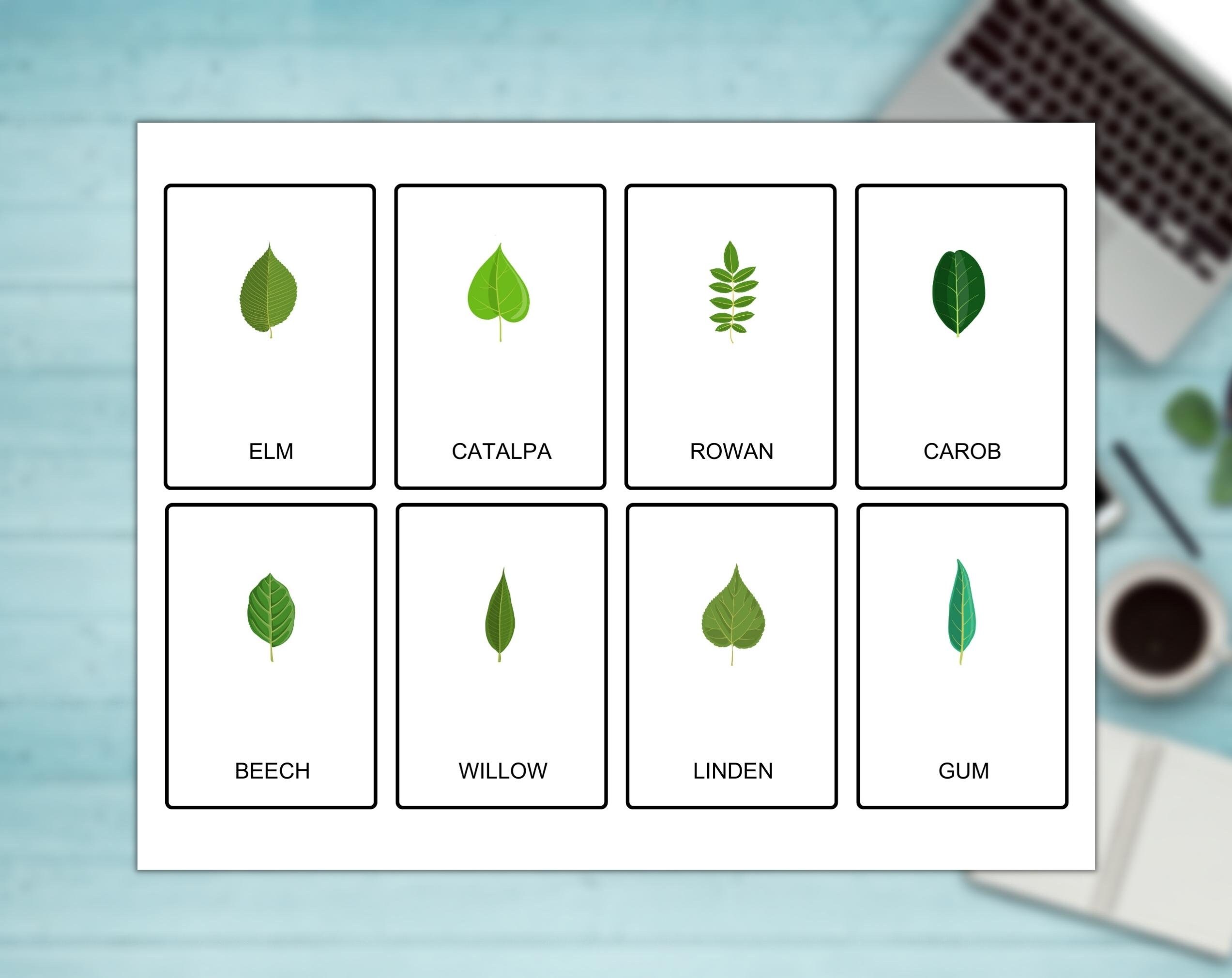 Printable Tree Leaves Flash Cards Montessori Cards 32 Nomenclature ...