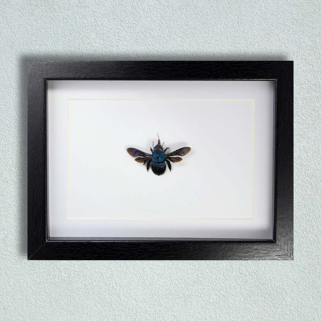 Real Bee in Frame Framed Bumblebee Xylocopa Caerulea - Etsy
