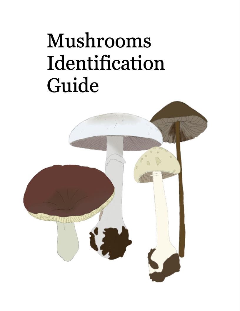 Mushroom Identification Guide - Etsy