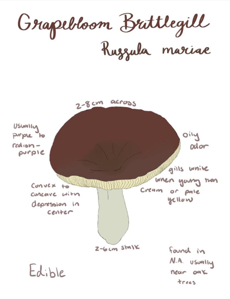 Mushroom Identification Guide - Etsy